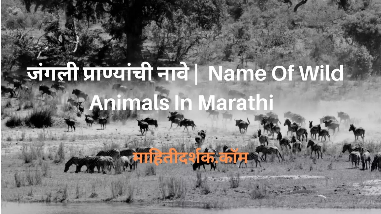 जंगली प्राण्यांची नावे | Name Of Wild Animals In Marathi - माहिती दर्शक